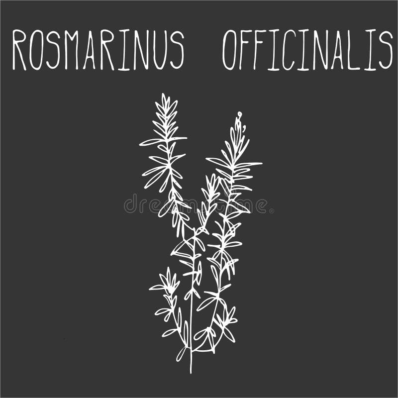 Illustration De Dessin De Main De Romarin Illustration de Vecteur ...