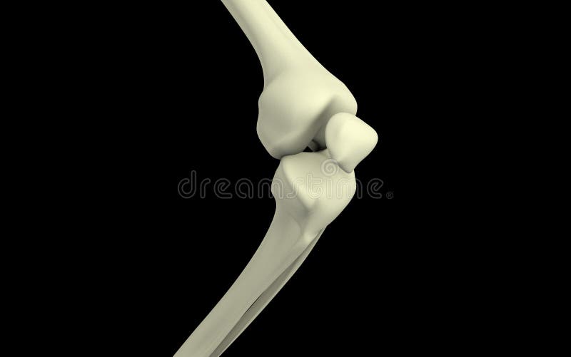 Illustration De La Flexion Osseuse Du Genou. Illustration Stock ...