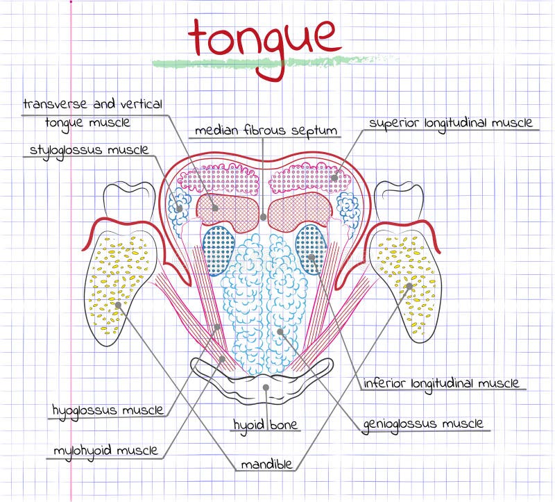 Illustration De La Langue D'humain De Structure Illustration de Vecteur ...
