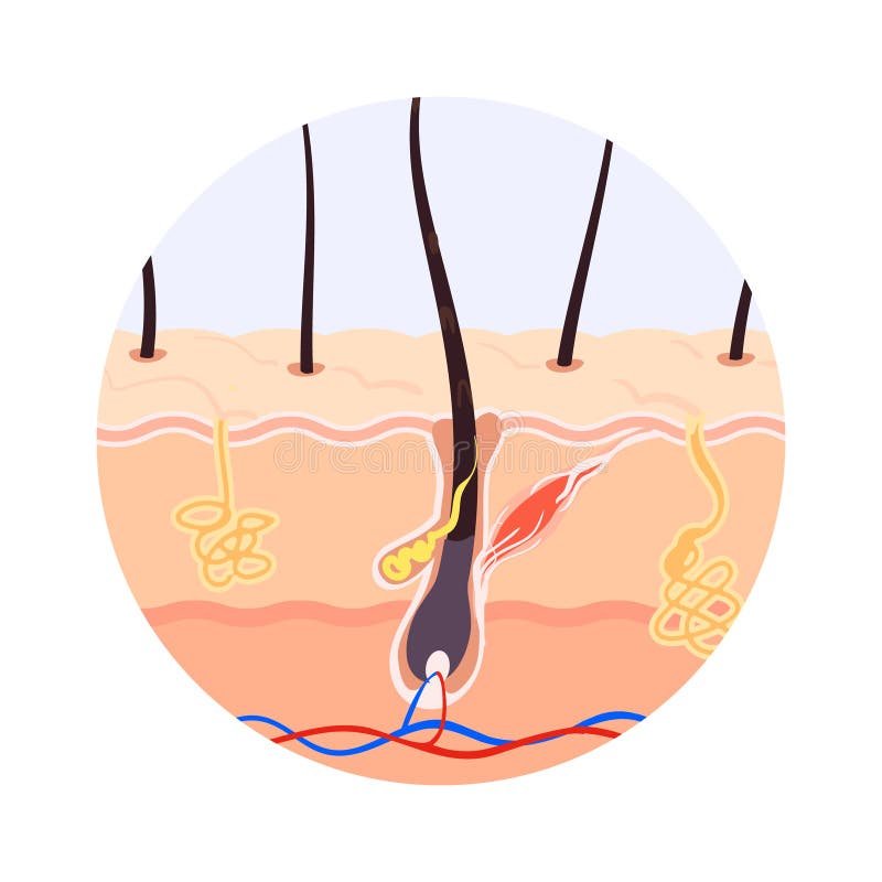 Illustration De La Structure De La Racine Du Poil Illustration de ...