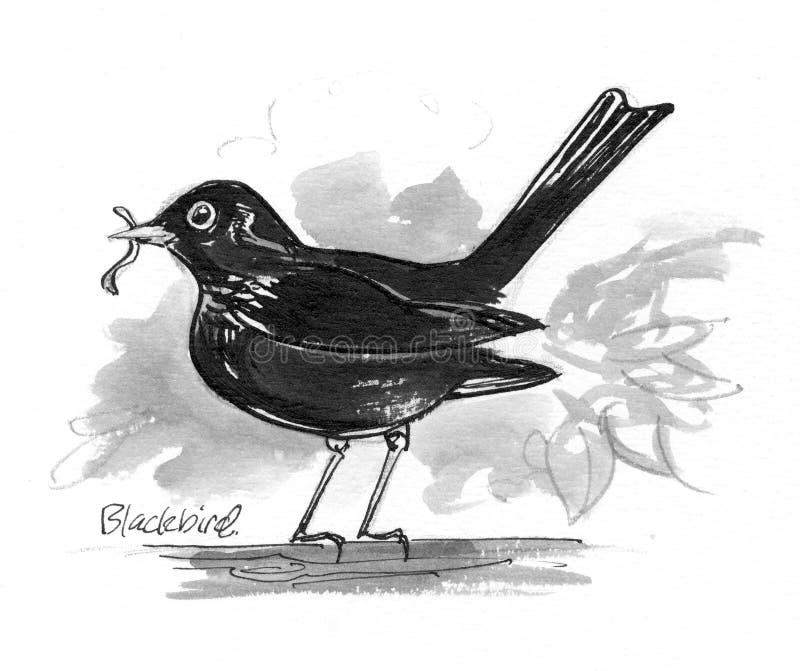 Illustration de merle illustration stock. Illustration du noir - 18571534