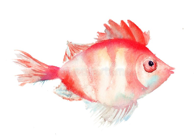 Poissons Rouges. Peinture D'aquarelle Illustration Stock - Illustration ...