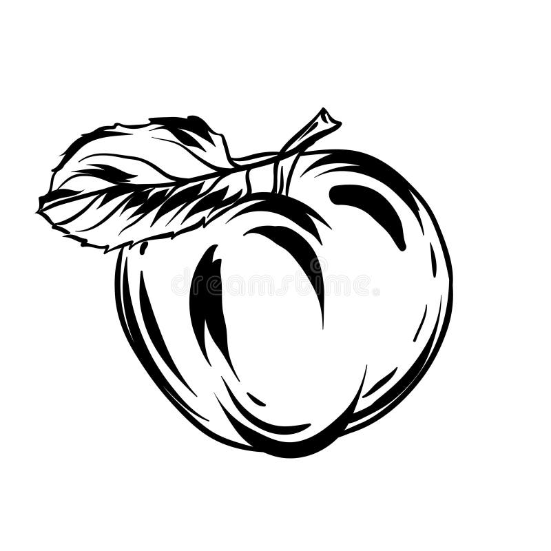 Illustration de pomme illustration de vecteur. Illustration du pomme ...