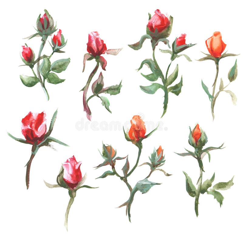 Illustration De Trame D'aquarelle Des Roses D'ensemble Illustration ...