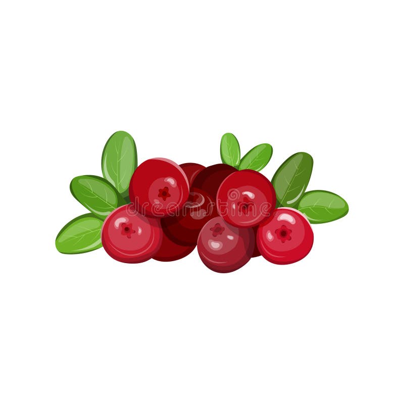 Canneberges Stock Illustrations, Vecteurs, & Clipart – (1,847 Stock ... Canneberges Stock Illustrations, Vecteurs, & Clipart – (1,847 Stock ...