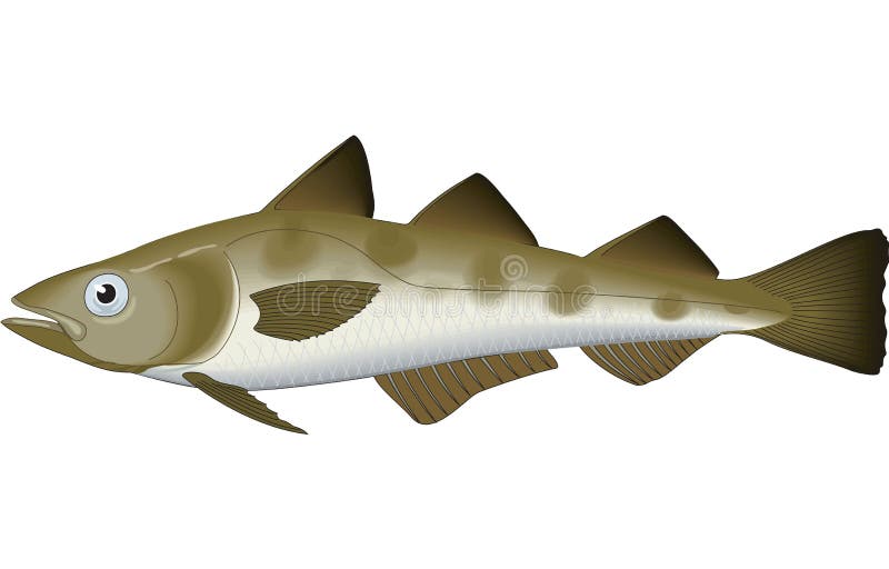 Illustration De Vecteur De Colin Illustration de Vecteur - Illustration ...