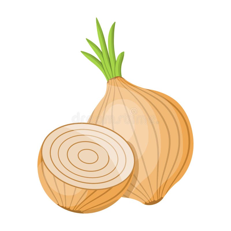 Illustration De Vecteur D'oignon Illustration de Vecteur - Illustration ...