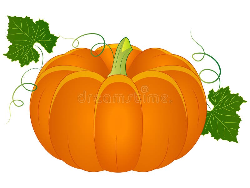 Illustration De Vecteur De Potiron Illustration de Vecteur ...