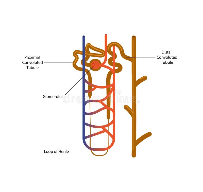 Structure de Nephron illustration de vecteur. Illustration du urinaire ...