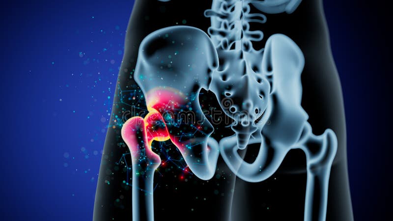 Dynamic Anatomy of the Human Hip Joint: Structure and Movement Insights ...