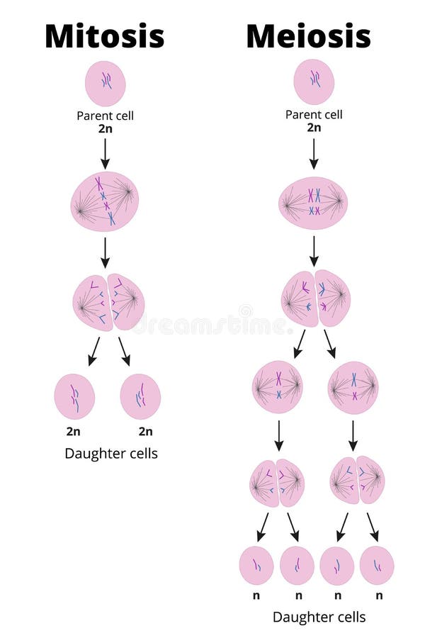 Illustration Of The Difference Between Mitosis And Meiosis Stock Vector
