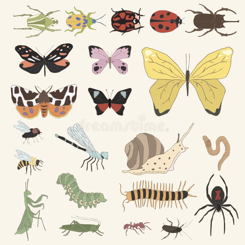Illustration of Different Kinds of Insects Stock Illustration ...