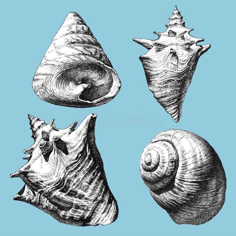 Illustration With Different Realistic Shells Stock Vector ...