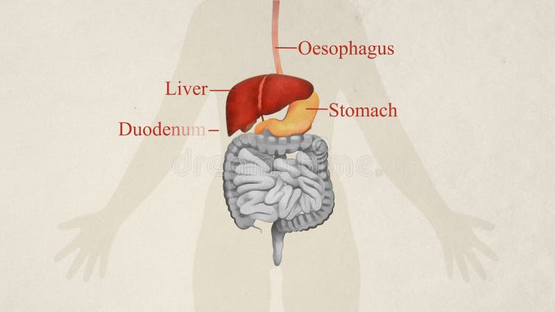 X-ray of the Gastrointestinal Tract. Radiography of the Stomach Stock ...