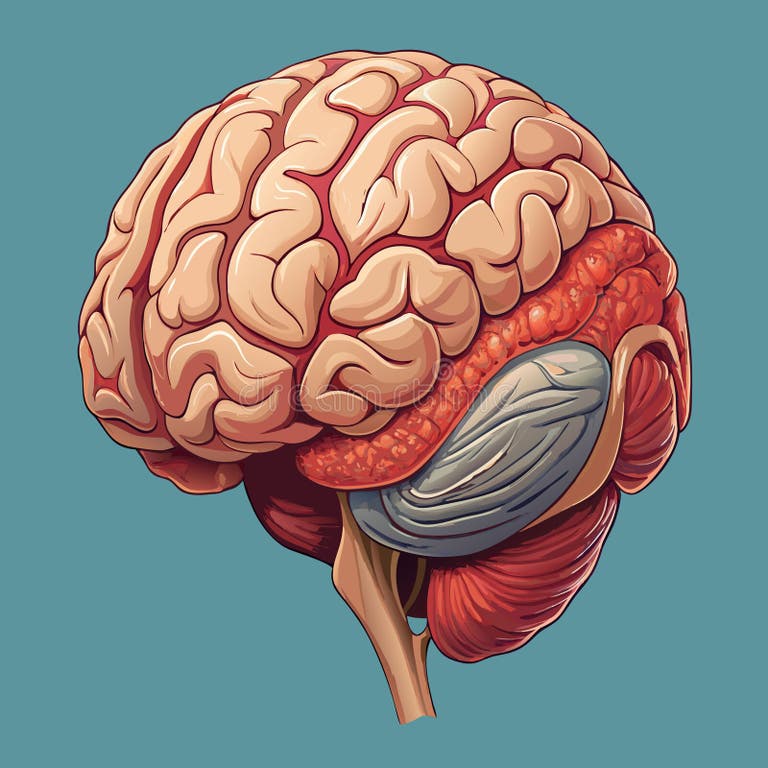 Detailed Anatomy Illustration Showcasing Human Brain Structure with ...