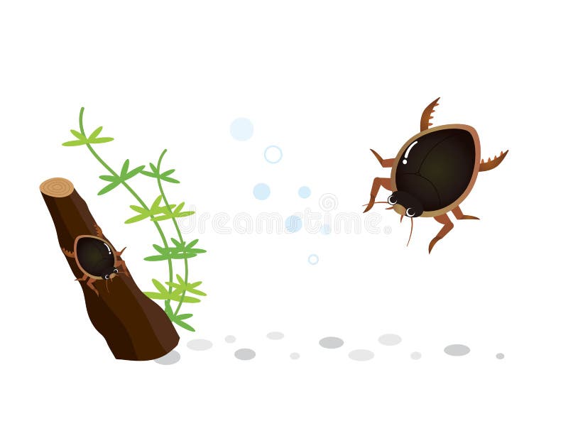 Diving beetle stock vector. Illustration of diving, japonicus - 173114127