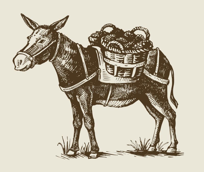 Donkey Vintage Drawn Stock Illustrations – 442 Donkey Vintage Drawn ...