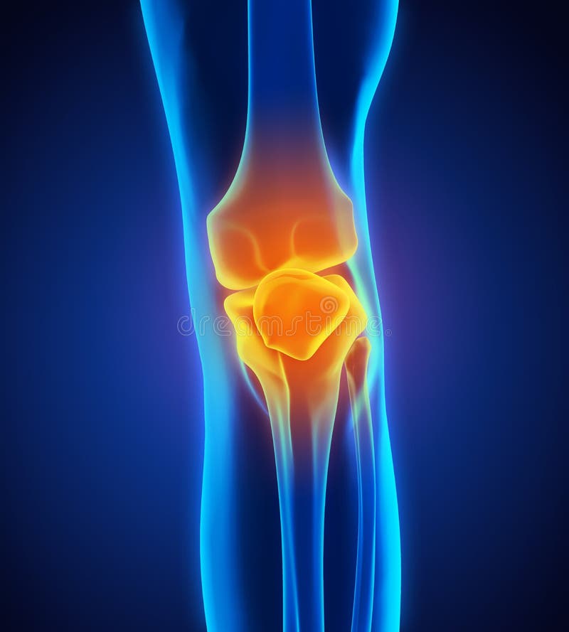 Anatomie De Muscle D'articulation Du Genou Illustration Stock ...
