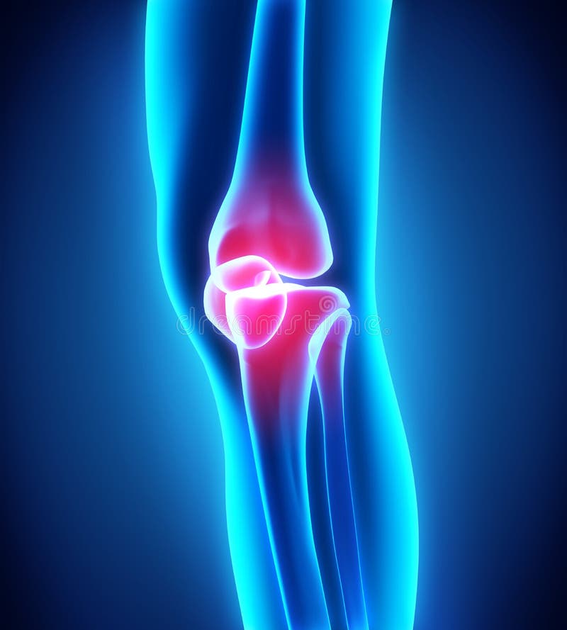 Anatomie De Muscle D'articulation Du Genou Illustration Stock ...