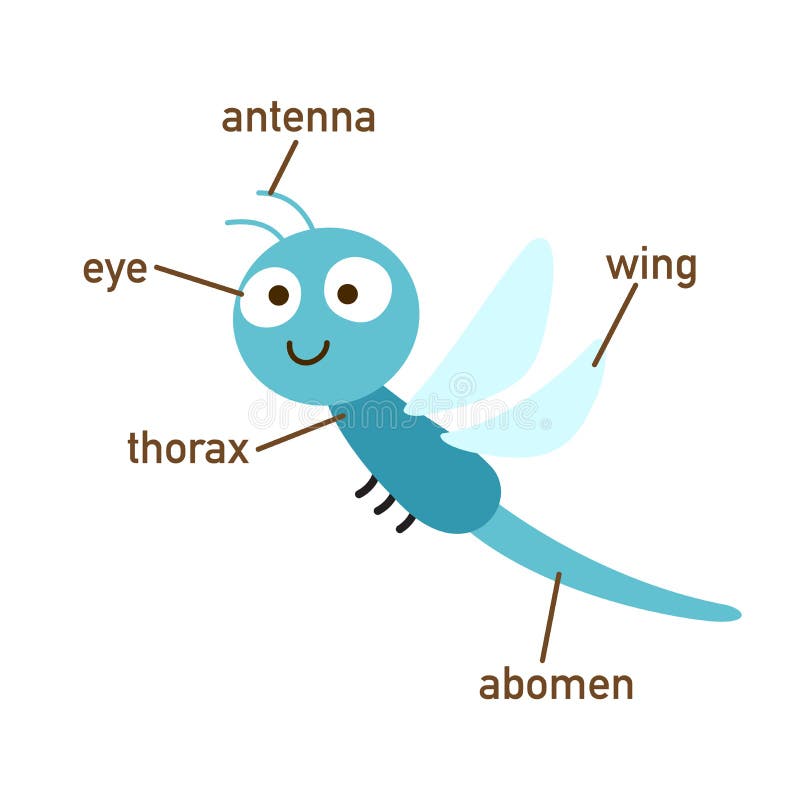 Dragonfly Vocabulary Part of Body.vector Stock Vector - Illustration of ...