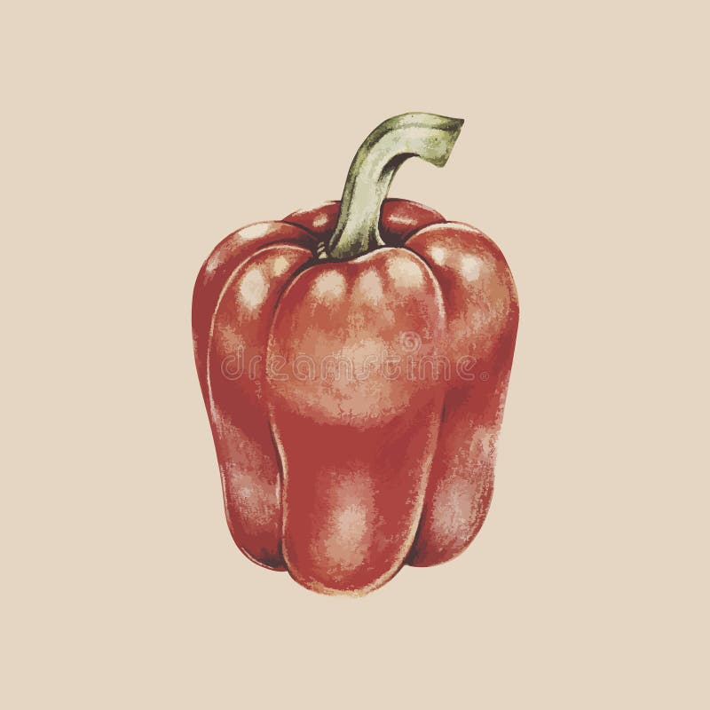 Illustration Drawing of Bell Pepper Stock Illustration - Illustration ...