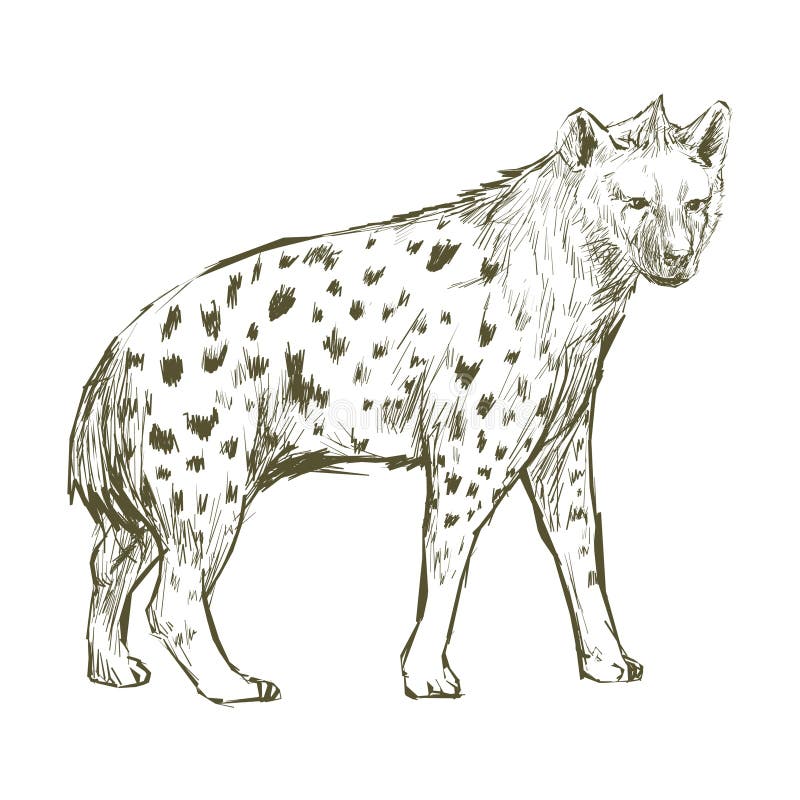 Illustration Drawing Style of Hyena Stock Illustration - Illustration ...