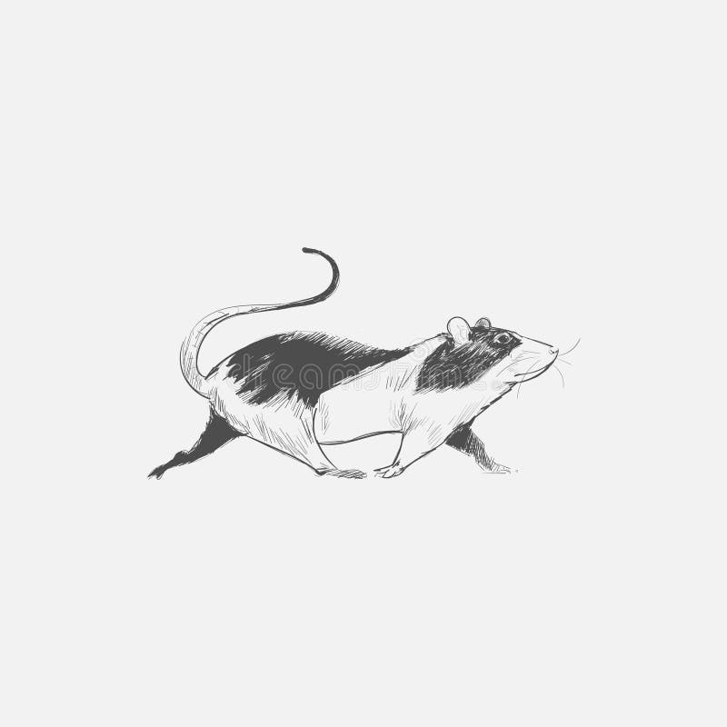Illustration Drawing Style of Rat Stock Illustration - Illustration of ...