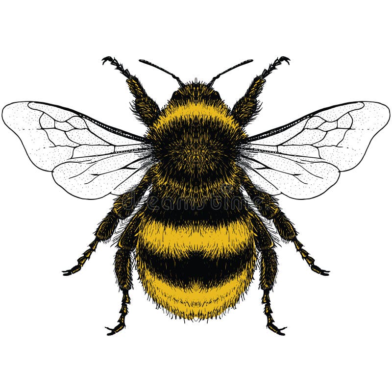 Illustration du bourdon illustration de vecteur. Illustration du gravure - 223679630
