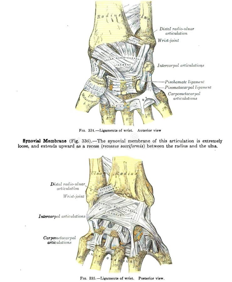 Illustration Du Ligament Du Poignet Illustration Stock - Illustration ...