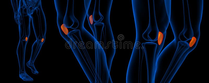 Illustration 3D De La Rotule - Une Partie De Squelette Humain ...