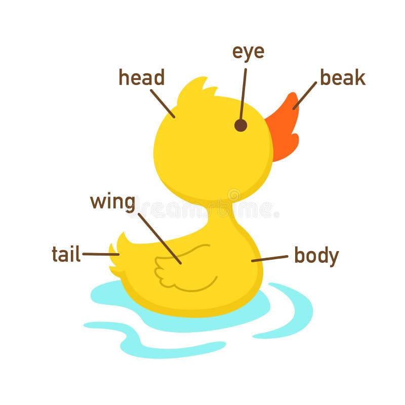 Duck Vocabulary Part of Body.vector Stock Vector - Illustration of body ...