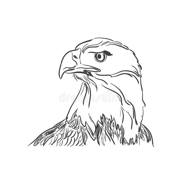 Eagle Face Drawing