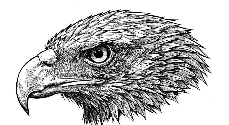Illustration of an Eagle S Head in Black and White with Intricate ...