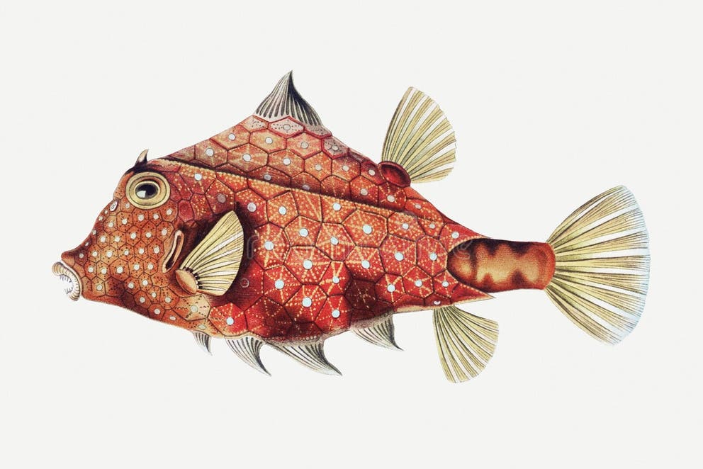 Illustrative Drawing of a Boxfish Stock Illustration - Illustration of ...