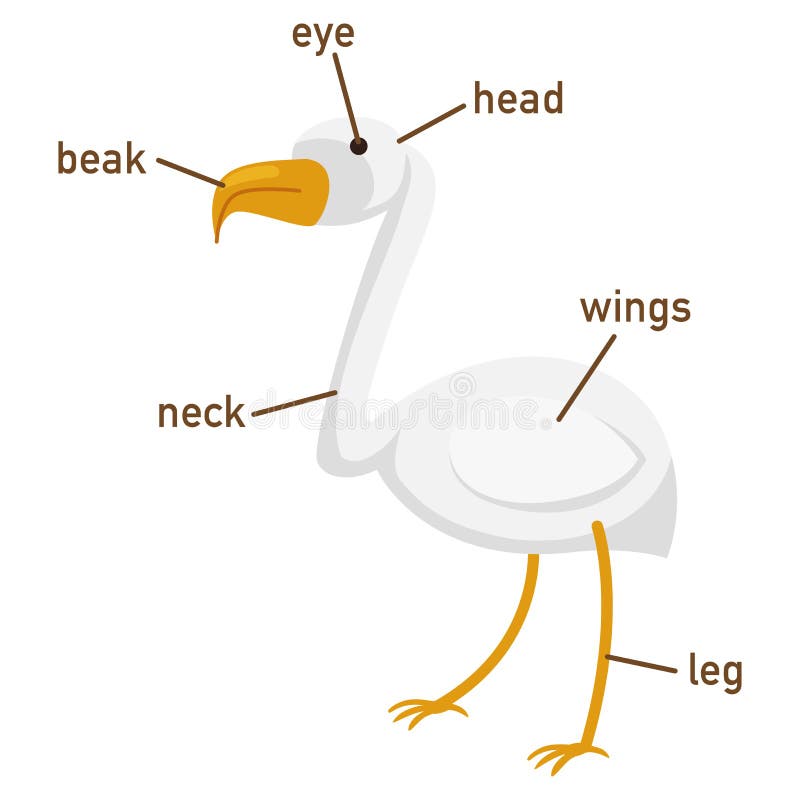 Illustration of Eagles Vocabulary Part of Body Stock Vector ...