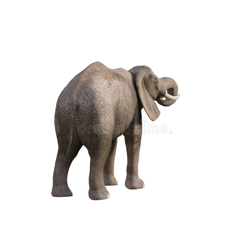 Illustration of an Elephant in Different Poses and Angles for Collage ...