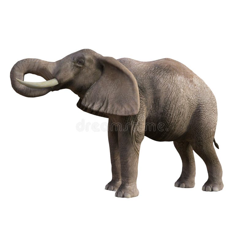 Illustration of an Elephant in Different Poses and Angles for Collage ...