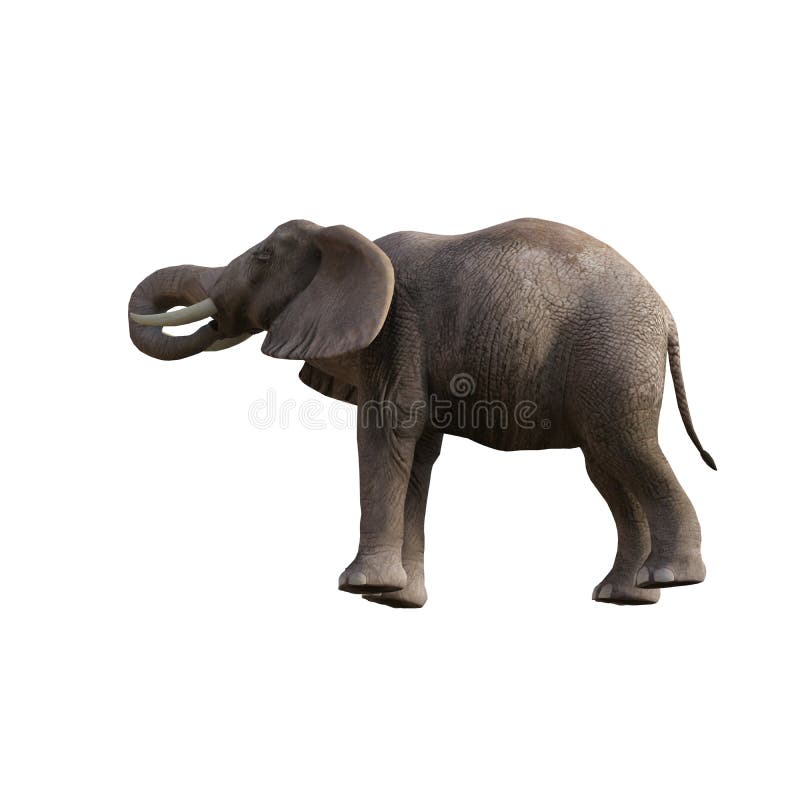 Illustration of an Elephant in Different Poses and Angles for Collage ...