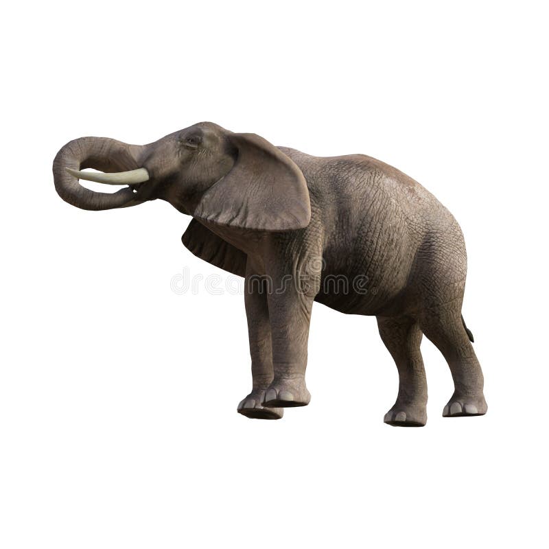 Illustration of an Elephant in Different Poses and Angles for Collage ...