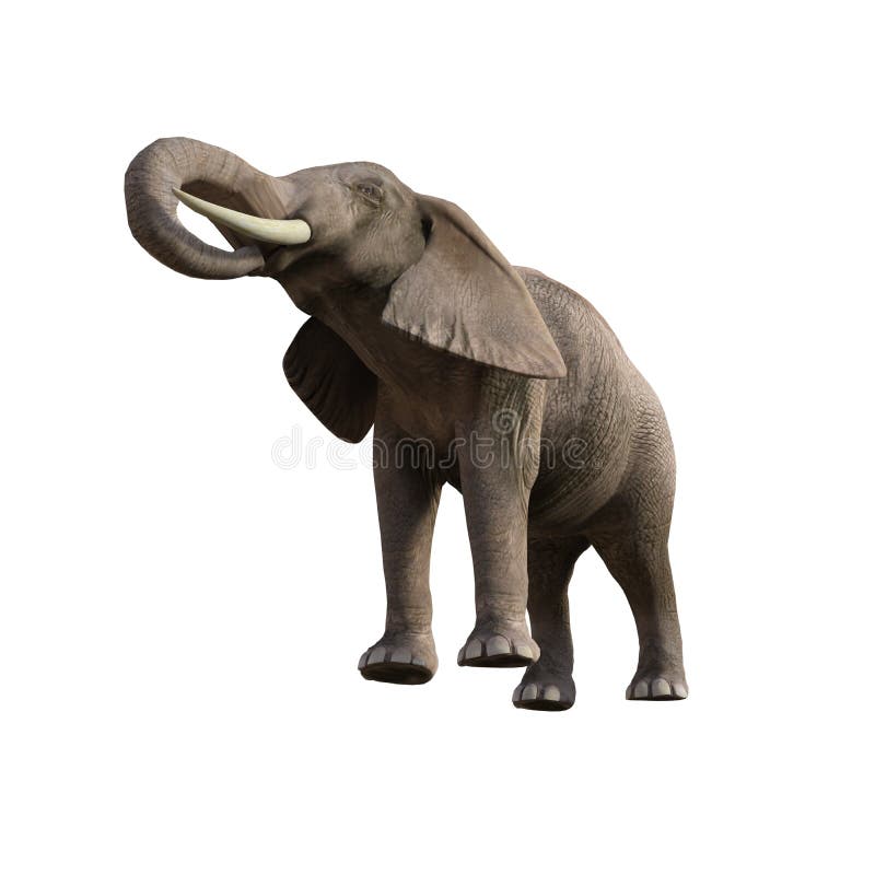 Illustration of an Elephant in Different Poses and Angles for Collage ...