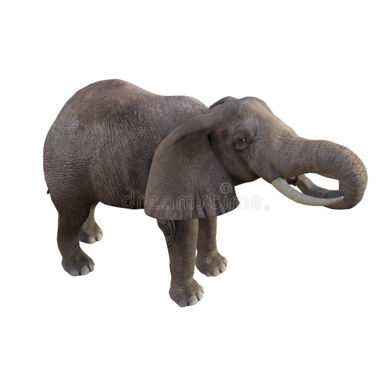 Illustration of an Elephant in Different Poses and Angles for Collage ...