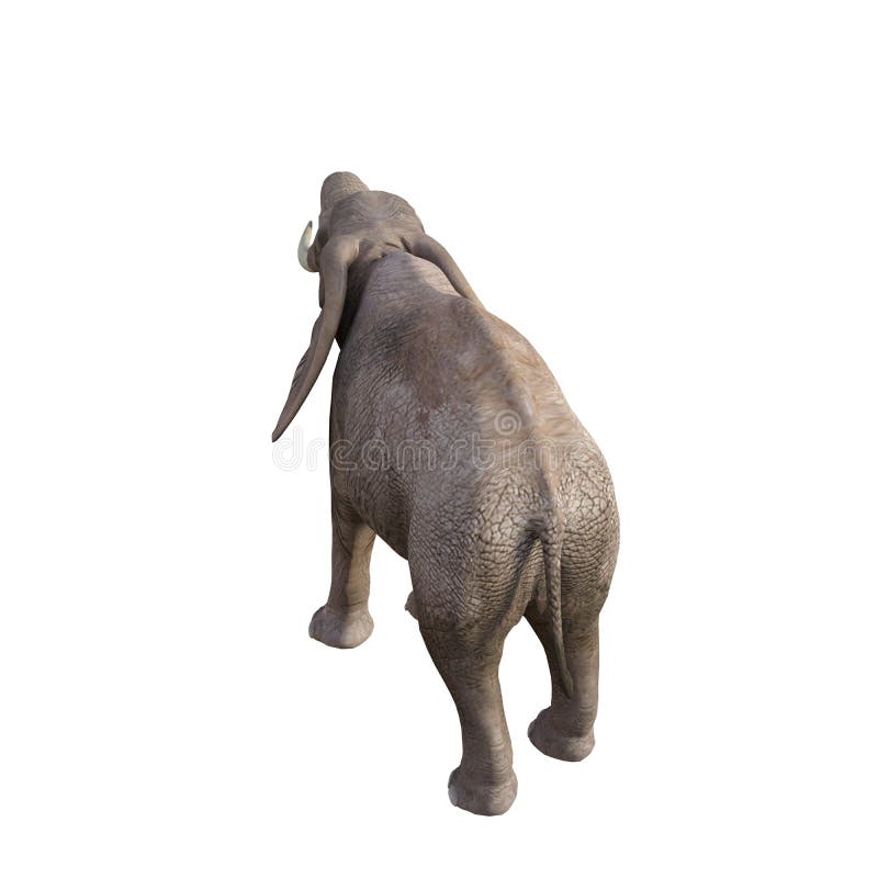 Illustration of an Elephant in Different Poses and Angles for Collage ...
