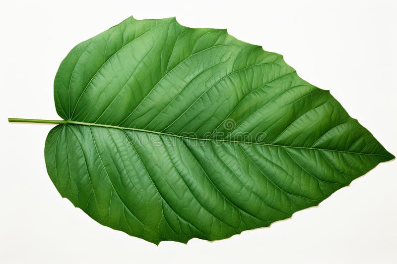 Illustration of an Emerald Green Leaf Paramount Light Diagrammatic ...