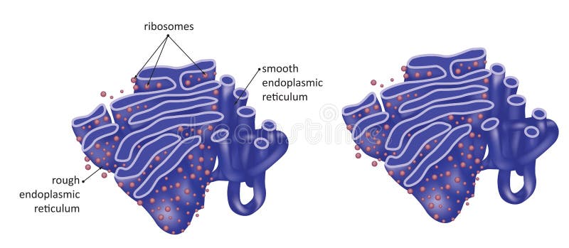 Endoplasmic Reticulum stock illustration. Illustration of drawing ...