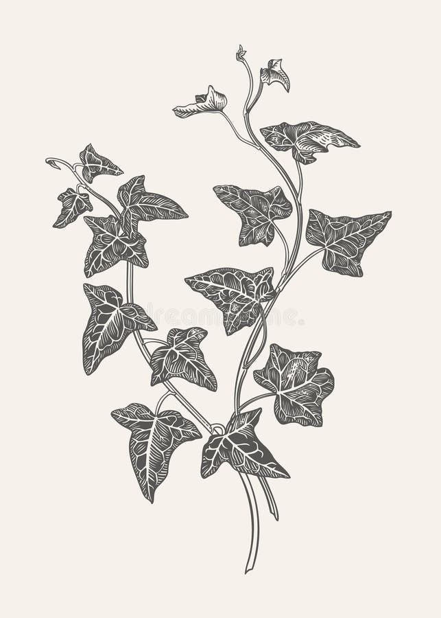 Illustration of English Ivy Stock Illustration - Illustration of ...