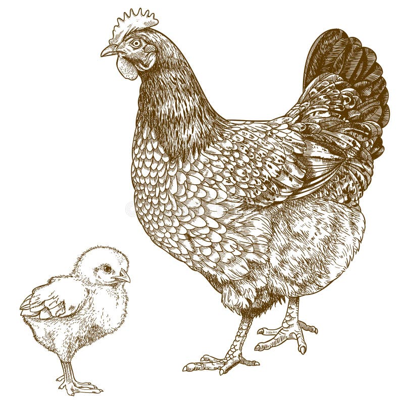 Hand Drawn Sketch Chicken Hen Vector Illustration Stock Vector ...