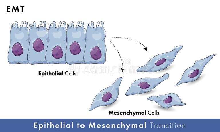 Mesenchymal Stock Illustrations 91 Mesenchymal Stock Illustrations