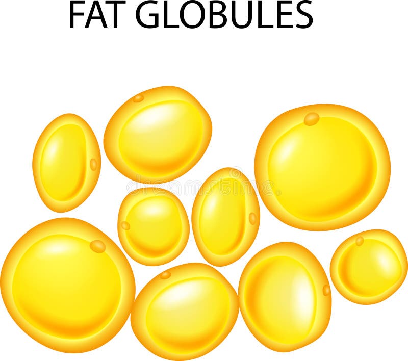 Illustration of Fat Globules Stock Vector - Illustration of experiment ...