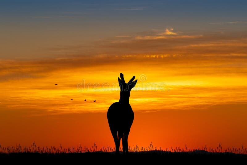 Illustration of Fawn at Sunset Stock Illustration - Illustration of ...