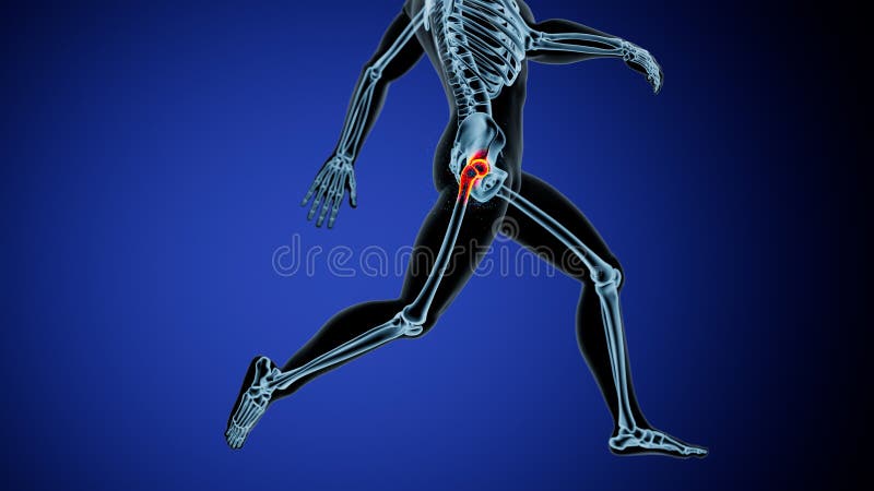 Dynamic Human Skeleton: Focus on Leg and Knee Joint in Motion Stock ...